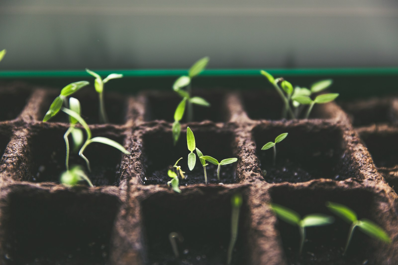 The Untended Garden and the Unplanted Seed - Untangled Narrative LLC